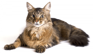 Gatos🐈: características, razas y cuidados | Mascotas y más